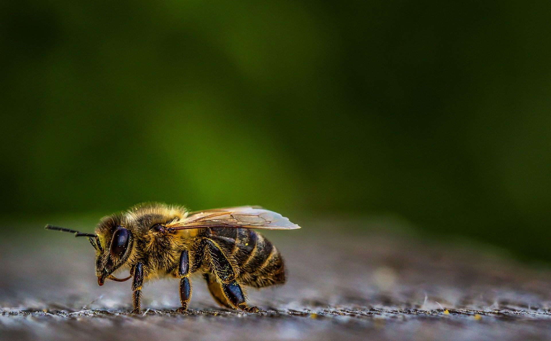 Die Feinde der Biene - Bienen-Gesundheit