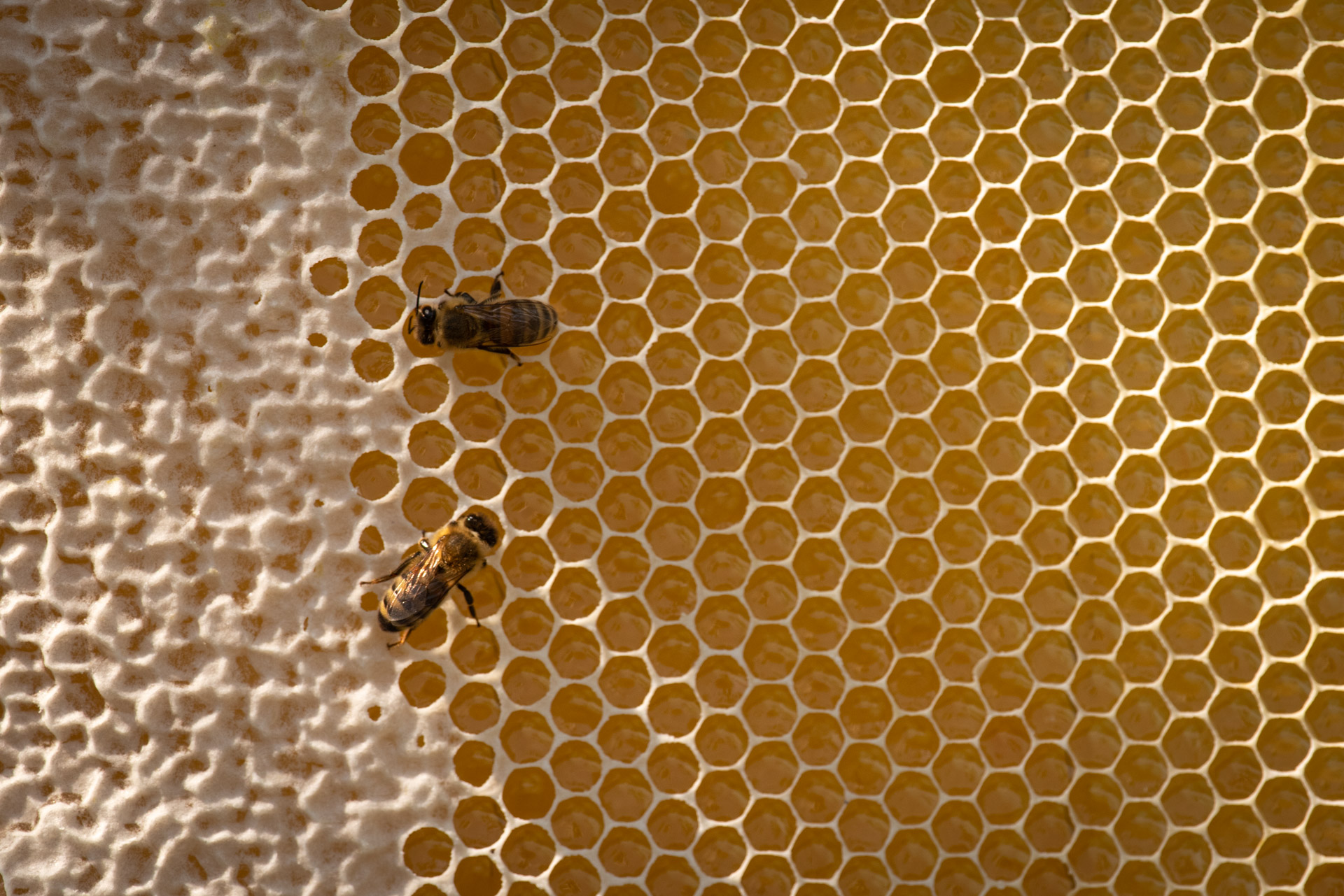 Der Aufbau eines Bienenstocks - Bienen-Gesundheit