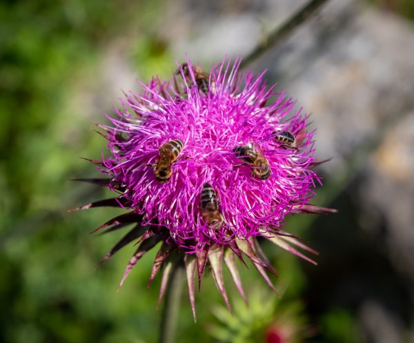 Die Feinde der Biene - Bienen-Gesundheit