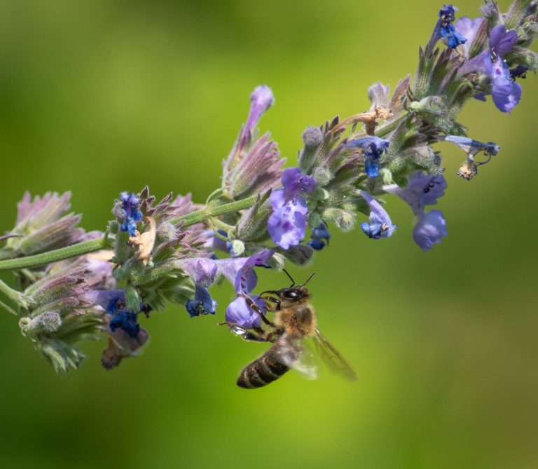 Die Feinde der Biene - Bienen-Gesundheit