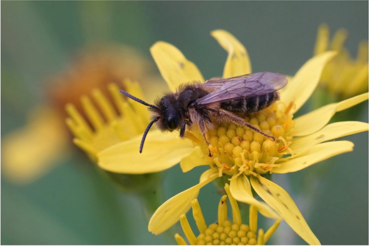 Wildbienenarten in Deutschland - Bienen-Gesundheit
