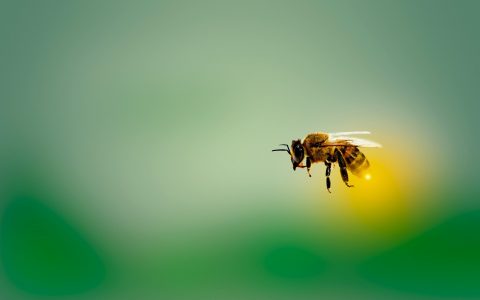 Die Feinde der Biene - Bienen-Gesundheit