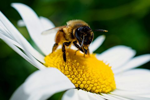 Die Feinde der Biene - Bienen-Gesundheit