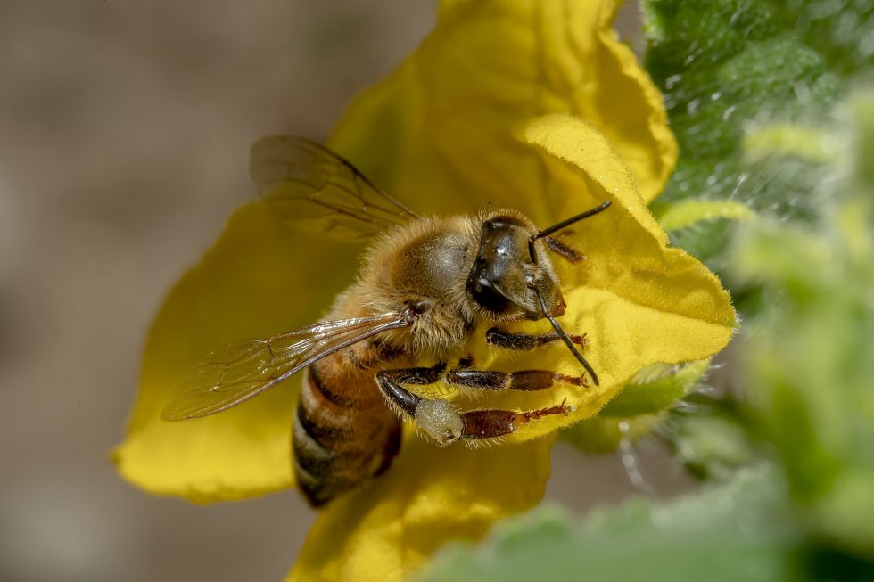 Bienenkrankheiten – Diagnose und Behandlung - Bienen-Gesundheit