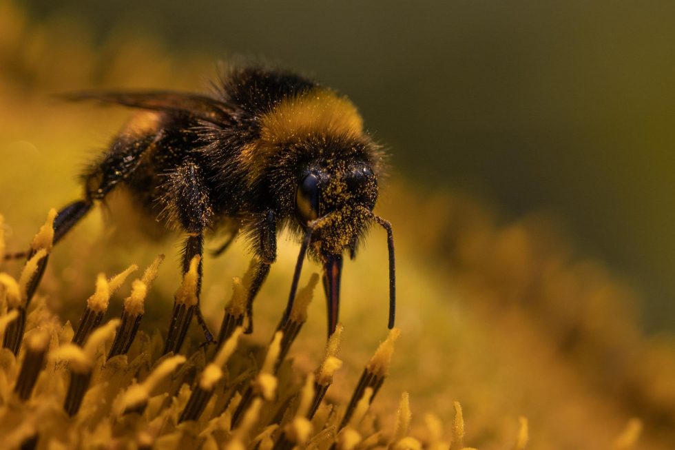 Bienenkrankheiten – Diagnose und Behandlung - Bienen-Gesundheit