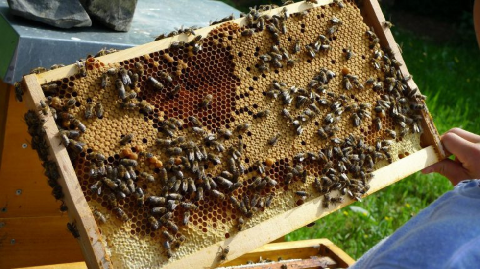 Körperbau - Anatomie der Biene - Bienen-Gesundheit