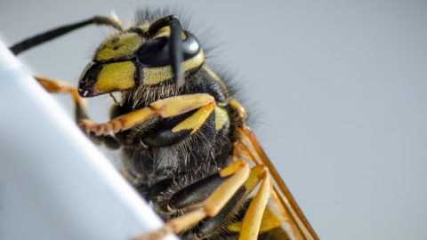 Die Feinde der Biene - Bienen-Gesundheit