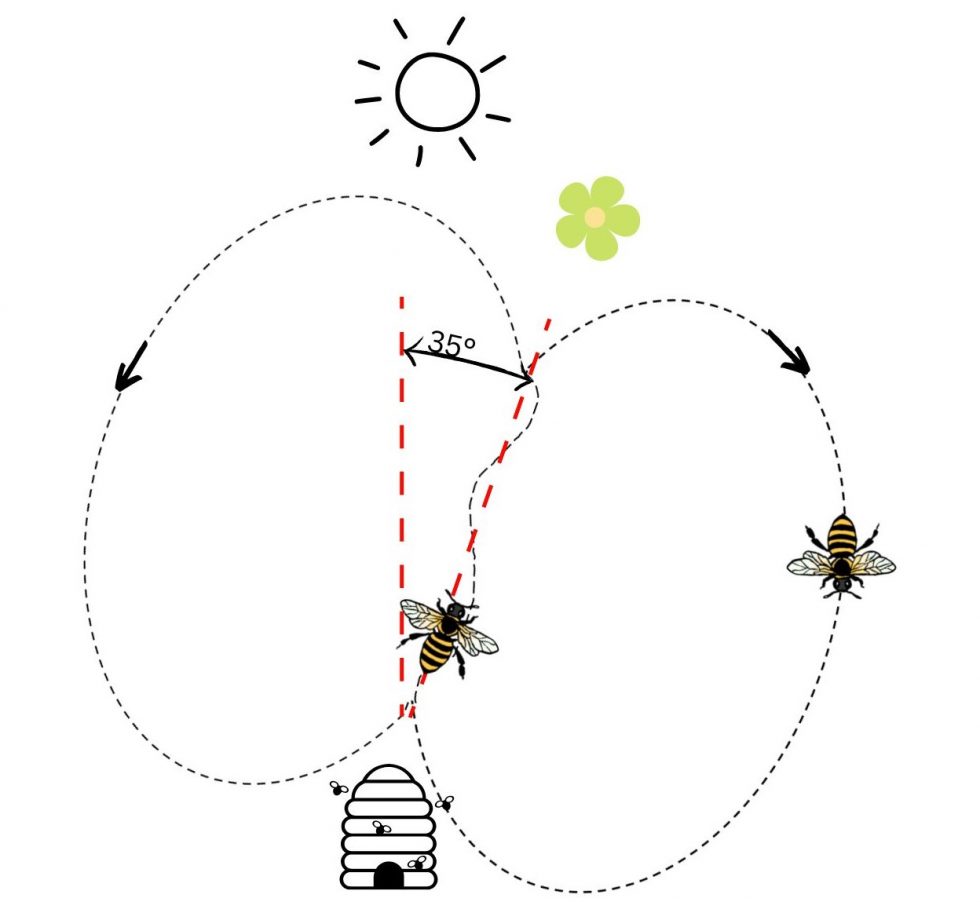 Bienensprache - Wie kommunizieren Bienen? - Bienen-Gesundheit