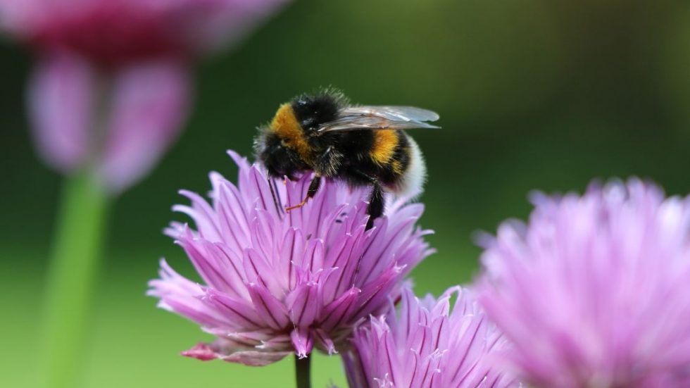 Die Hummel - eine kurze Vorstellung - Bienen-Gesundheit