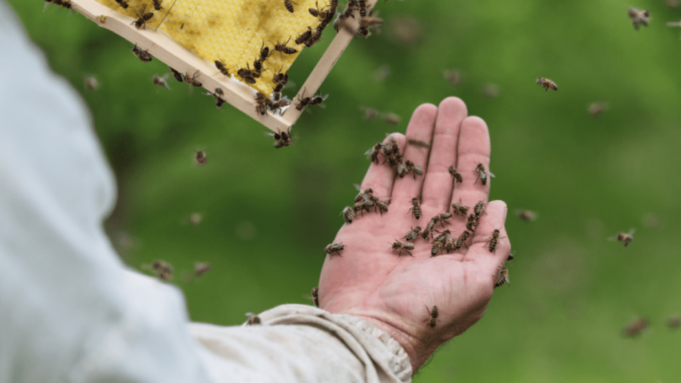 Die Feinde der Biene - Bienen-Gesundheit
