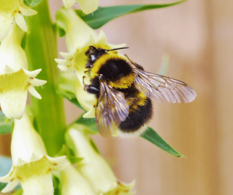 Die Feinde der Biene - Bienen-Gesundheit