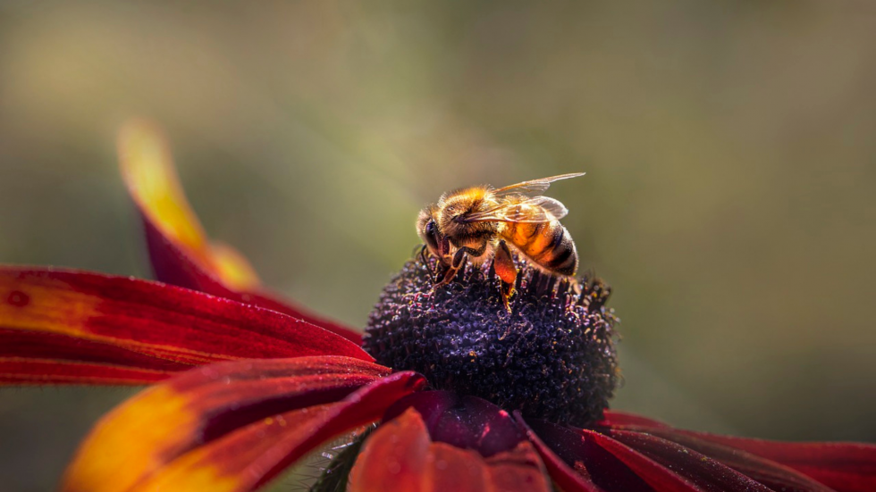 Die Feinde der Biene - Bienen-Gesundheit