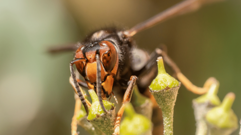Körperbau - Anatomie der Biene - Bienen-Gesundheit