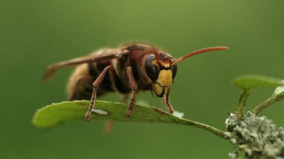 Die Feinde der Biene - Bienen-Gesundheit