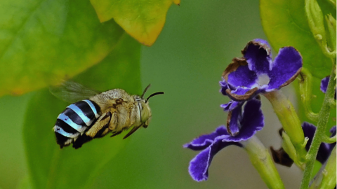 Die Feinde der Biene - Bienen-Gesundheit