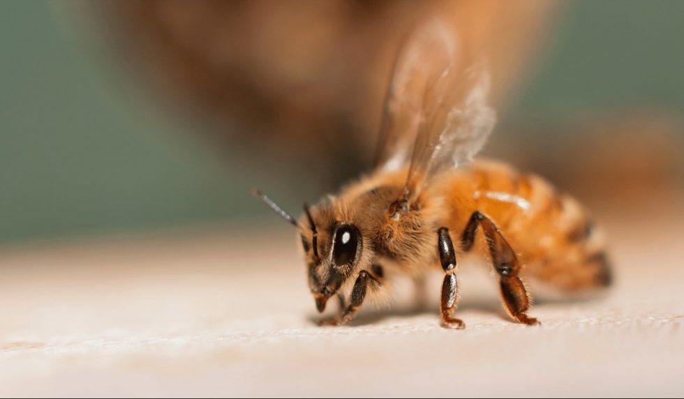 Körperbau - Anatomie der Biene - Bienen-Gesundheit