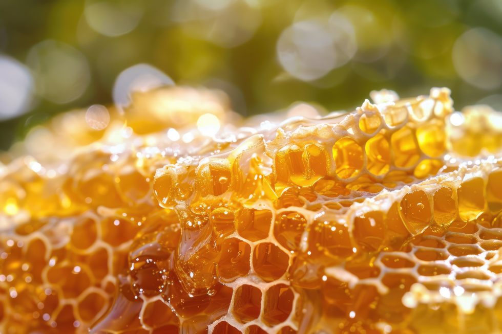 Lebenslauf einer Honigbiene - Bienen-Gesundheit