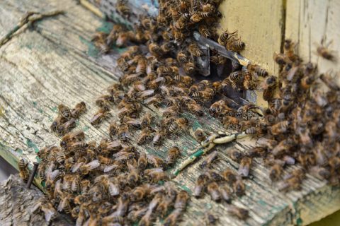 Die Feinde der Biene - Bienen-Gesundheit